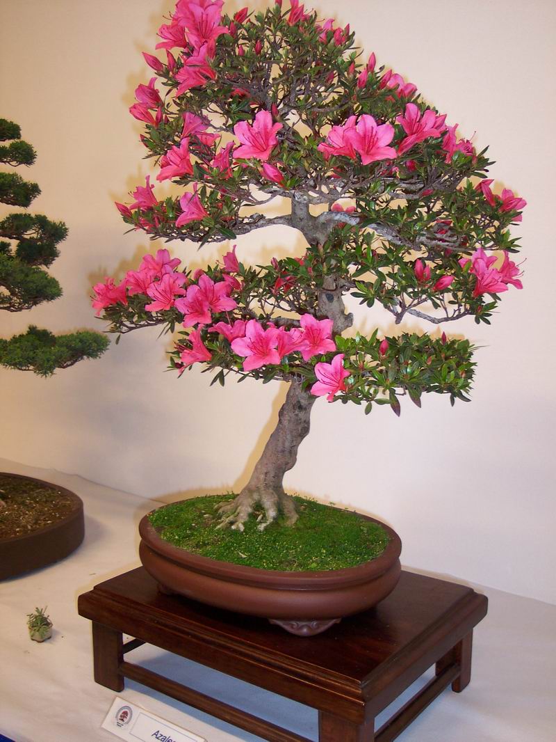 BONSAI....CHE PASSIONE..
